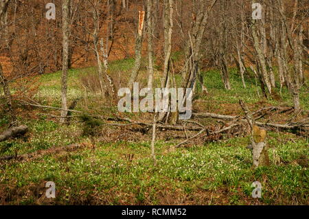 Bieszczady National Park - Terebowiec stream valley. Poland Stock Photo ...