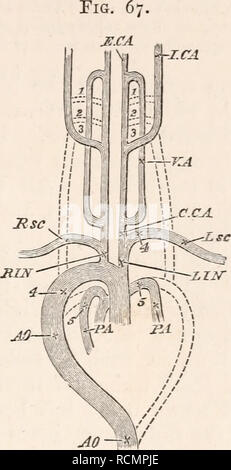 . The elements of embryology. Chickens -- Embryos. VIII.] THE VENOUS ...