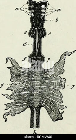 . Elements of comparative anatomy. Anatomy, Comparative. APPENDAGES OF ...