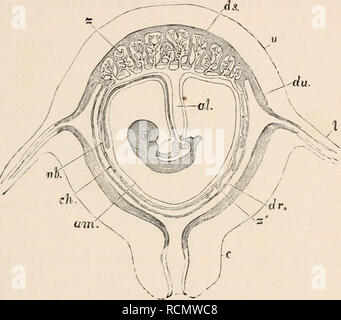 . The elements of embryology. Embryology; Embryology. XL] THE CHORION ...