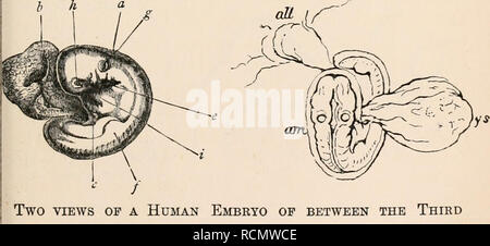 . The elements of embryology. Embryology; Embryology. X.] THE HUMAN ...
