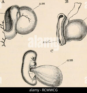 . The elements of embryology. Embryology; Embryology. X.] THE HUMAN ...