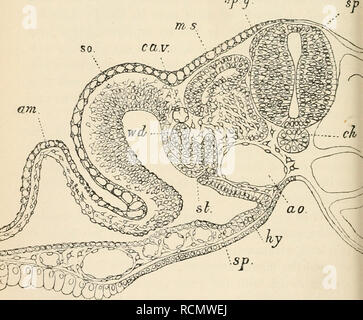 . The elements of embryology. Embryology; Embryology. 186 THE THIRD DAY ...