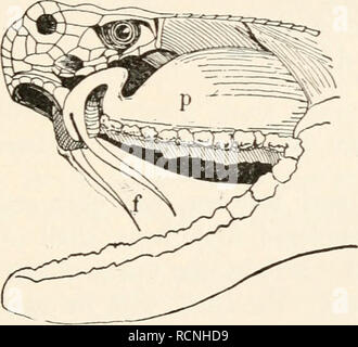 Dissection of head of rattlesnake Stock Photo - Alamy