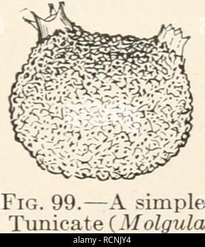. Elements of zoölogy. Zoology. SEA-SQUIRTS. 149 Appendiculariae.—These ...
