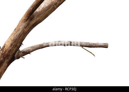 Dry tree branch isolated on white Stock Photo - Alamy