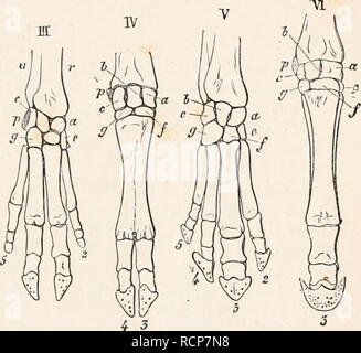 . Elements of Comparative Anatomy. . 4 3 Fig. 268. Skeleton of the ...