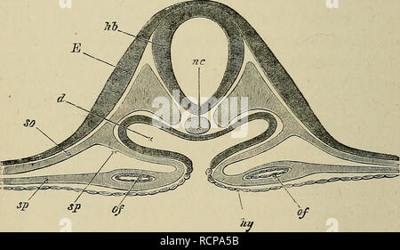. The elements of embryology . Embryology. B. Two Diagrammatic Sections ...