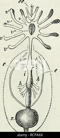 . Elements of comparative anatomy. Anatomy, Comparative. APPENDAGES OF ...