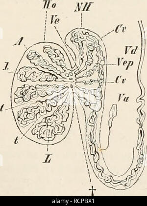 Ovary section showing stroma and ovarian follicle or Graaf follicle ...