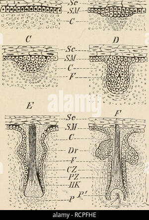 The uropygial gland is situated at the base of the tail and helps birds ...