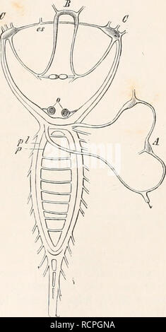 Mollusca Nervous System