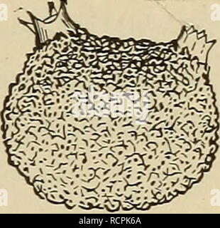 . Elements of zoölogy. Zoology. SEA-SQUIRTS. 149 Appendiculariae.—These ...