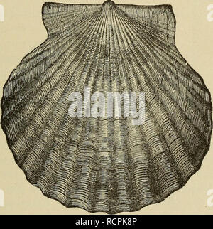 Scallop Shell on Cape Cod Beach Stock Photo - Alamy