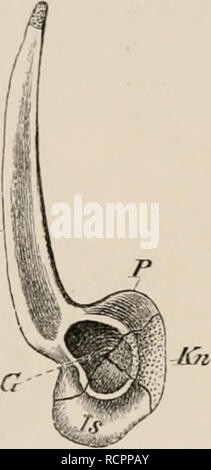 The anatomy of the frog (Page 78, Fig. 69 Stock Photo - Alamy