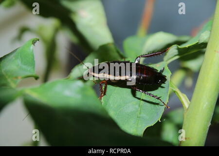 Australian Shining Cockroach, Drymaplaneta communis, resting on a rose ...