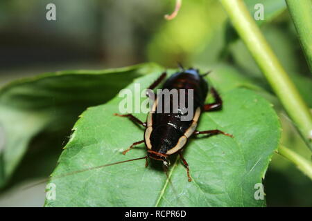 Australian Shining Cockroach, Drymaplaneta communis, resting on the ...