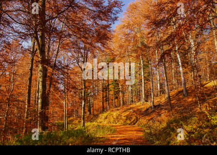 Amazing autumn colors in the Bieszczady Mountains. Poland Stock Photo ...