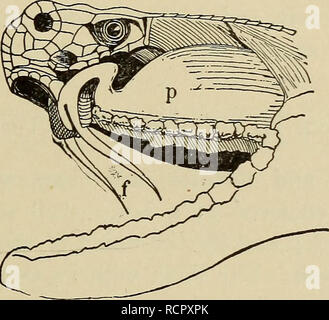 Dissection of head of rattlesnake Stock Photo - Alamy