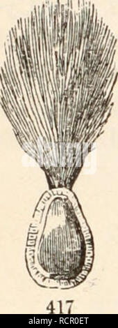 Whole Nutmeg seeds, mace or aril in stone mortar on light blue ...