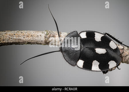 Indian Domino cockroach or Seven-spotted cockroach therea petiveriana ...