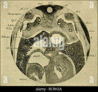 . The development of the chick; an introduction to embryology ...