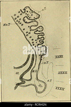 . The development of the chick; an introduction to embryology . n. T ...
