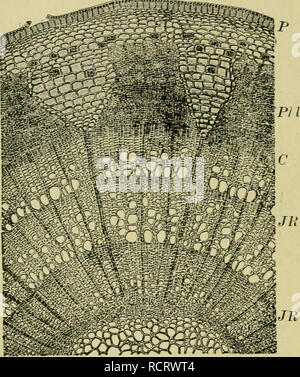 Cross section of a 100-year-old sawn tree trunk with cracks. Background ...