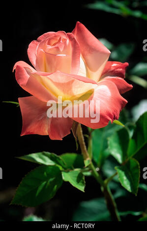 Empress Farah Rose Stock Photo - Alamy