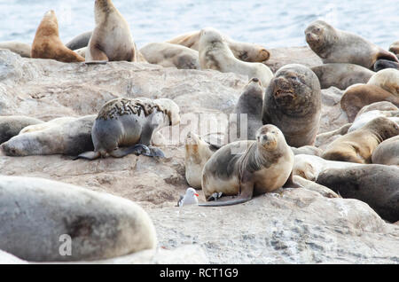 Pictures from the Beagle Channel in Ushuaia Stock Photo - Alamy