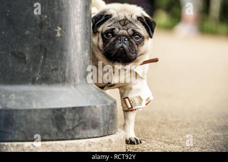 PATRICK, Patrick the pug, 2018. ph: Nick Wall / © Walt Disney Studios ...