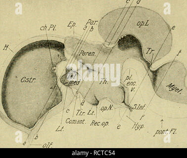. Fig. 3. Dissection to show the development of the male reproductive ...