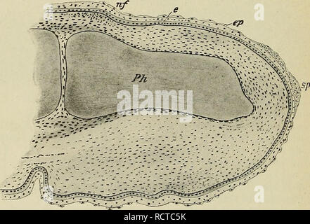 Human finger section showing epidermis (stratified squamous epithelium ...