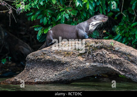 Giant otter standing on log in the peruvian Amazon jungle at Madre de ...