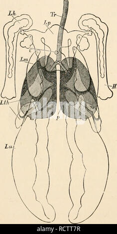 . Elementary text-book of zoology. 250 ANNULATA. infest turnips. Many ...