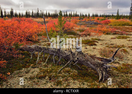 Boreal barren grounds in autumn with dwarf birch, Arctic Haven Lodge ...