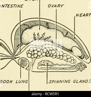 Abdomen section of Lobster Stock Photo - Alamy