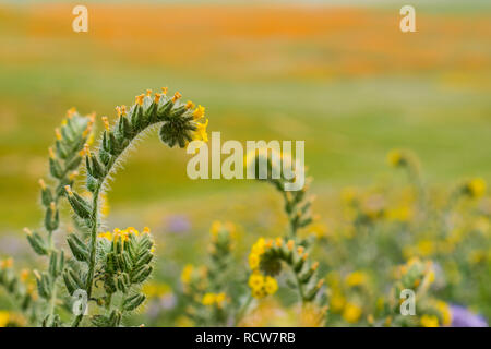 Close up of Fiddleneck (Amsinckia tesselata) wildflowers blooming on ...
