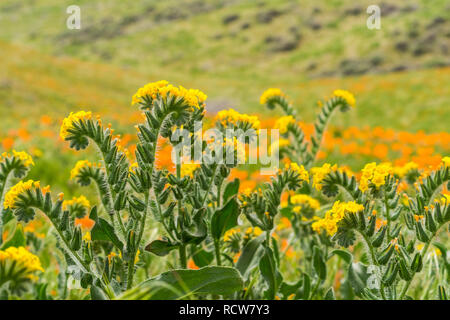 Close up of Fiddleneck (Amsinckia tesselata) wildflowers blooming on ...