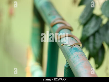 Common Bronzeback is the most widespread Dendrelaphis species of India ...