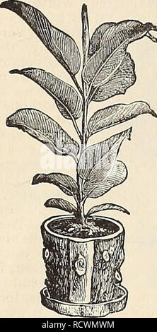 Green Wild Rubber Fig Fruit (Ficus polita Stock Photo - Alamy