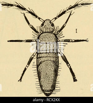 . Elementary zoology. Zoology. BRANCH ARTHROPODA; CLASS INSECT A: THE ...