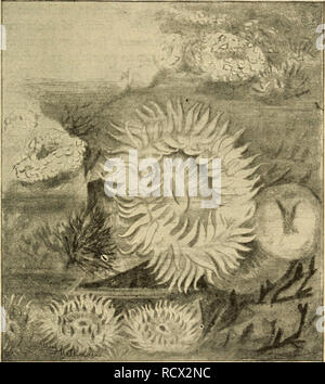 Sea anemones covering a rock on the Salish Sea, Washington State, USA ...