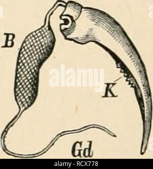 . Elementary text-book of zoology. 394 CHORD AT A. in orbits which are ...
