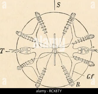 . Elementary text-book of zoology. 262 MOLLUSCA. CHAPTER XVIII ...