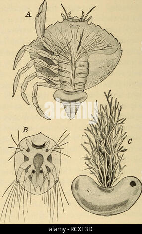 Sacculina and young Stock Photo - Alamy