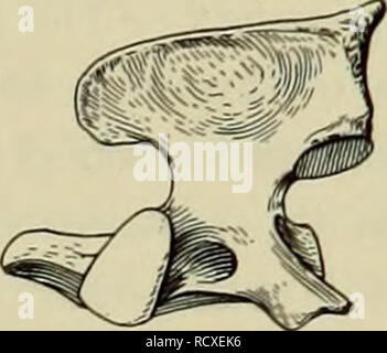 This fossil description from the Carnegie Museum illustrates the pelvis ...