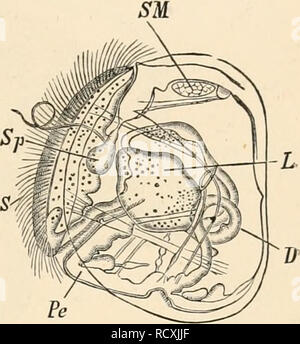 . Elementary text-book of zoology. ANODONTA. 271 a similar scar of the ...