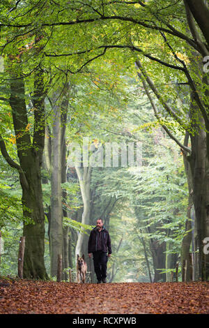 ARNHEM - Walking the dog in the forest Golden retriever . ANP ...