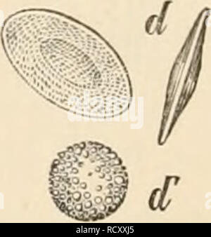 . Elementary text-book of zoology. ANODONTA. 271 a similar scar of the ...